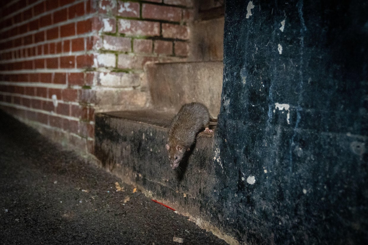 Oh rats! Rat populations spike in cities due to warming temperatures ...