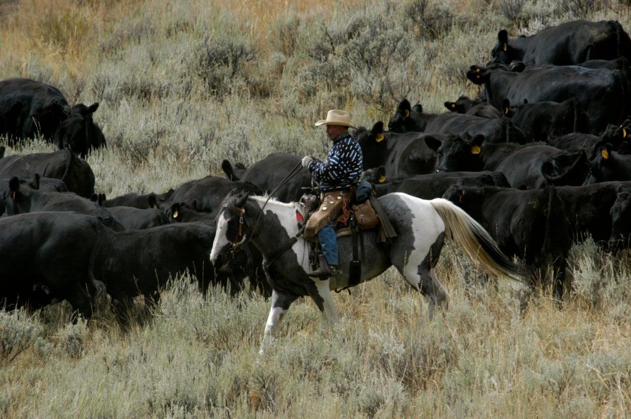 Colorado Parks and Wildlife puts a pause on new wolf translocations in ...