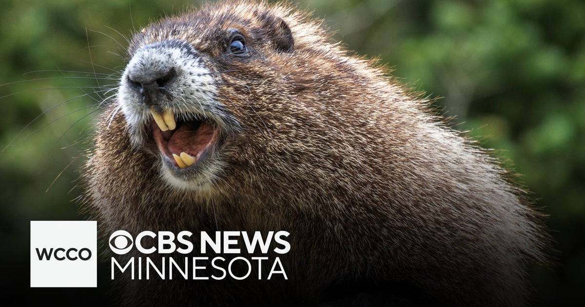 How accurate is the groundhog? It depends on which hog. - CBS Minnesota