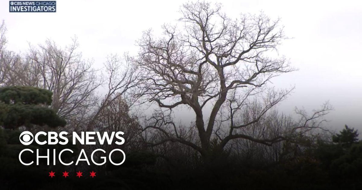 Unusual winter drought causing significant changes for native trees in ...