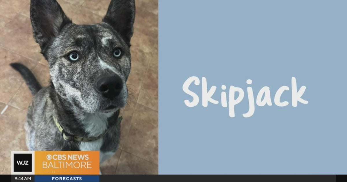 Meet Skipjack, a blue-eyed pup looking for his Furever Home - CBS Baltimore