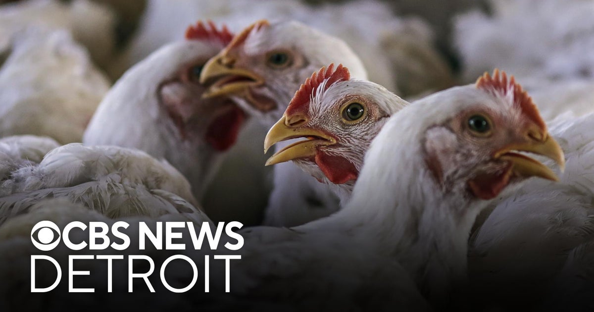 100,000 eggs stolen as bird flu persists - CBS Detroit