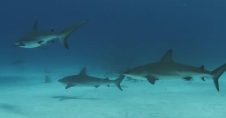 2 airlifted to hospital after reported shark bites - CBS Miami