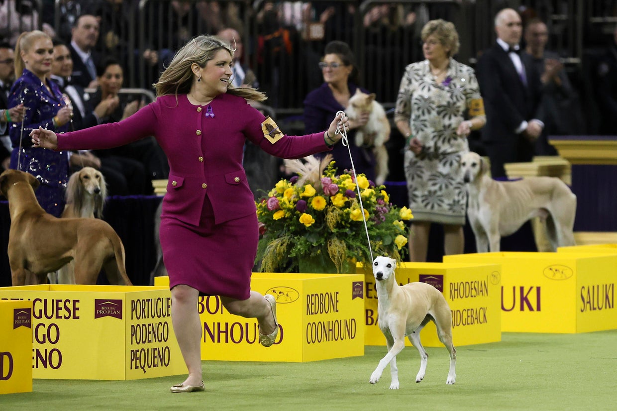 Monty the giant schnauzer wins Best in Show. See the Westminster Dog ...