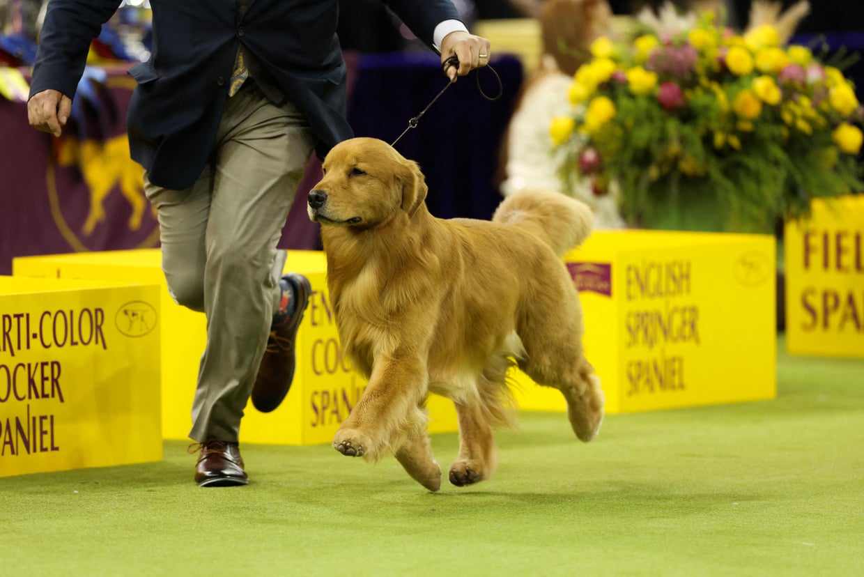 Monty the giant schnauzer wins Best in Show. See the Westminster Dog ...