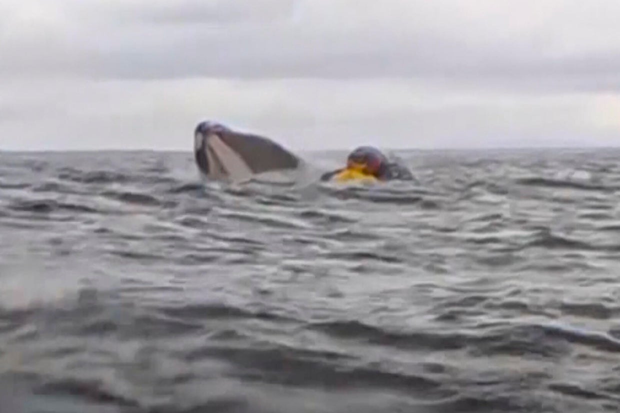 Whale swallows kayaker and spits him out — and it's all captured on ...