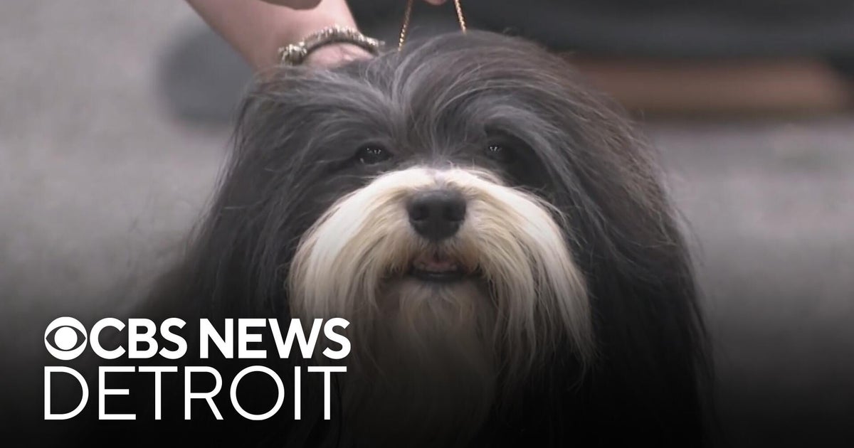 Over 5,000 dogs compete at Metro Detroit dog show - CBS Detroit