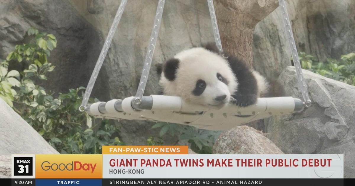 FanPAWstic News - 2/22 - Good Day Sacramento