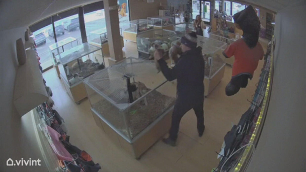 Colorado jury convicts man in puppy theft from Centennial pet store ...