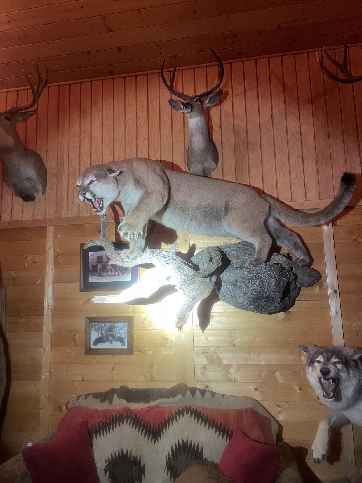 California couple expose smuggled turtle skull and more crimes to ...