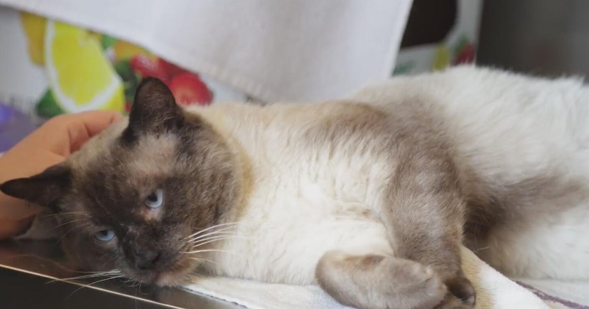 Furry Fridays: Meet Eichigo and Apple Roan - CBS Detroit