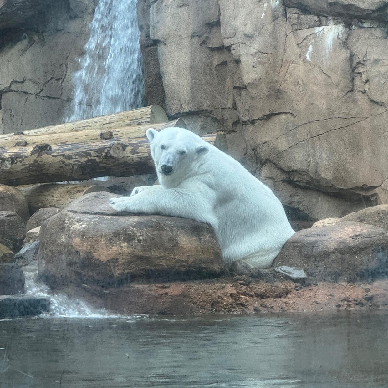 Polar bear Haley is moving to Detroit Zoo from Tennessee - CBS Detroit