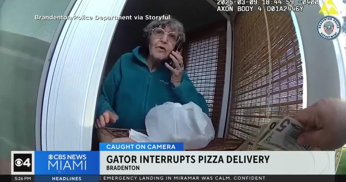 Alligator interrupts pizza delivery in Florida - CBS Miami