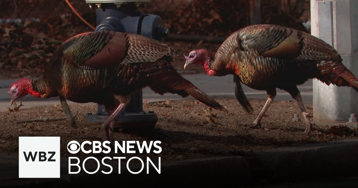 Brookline police warn about aggressive turkeys - CBS Boston