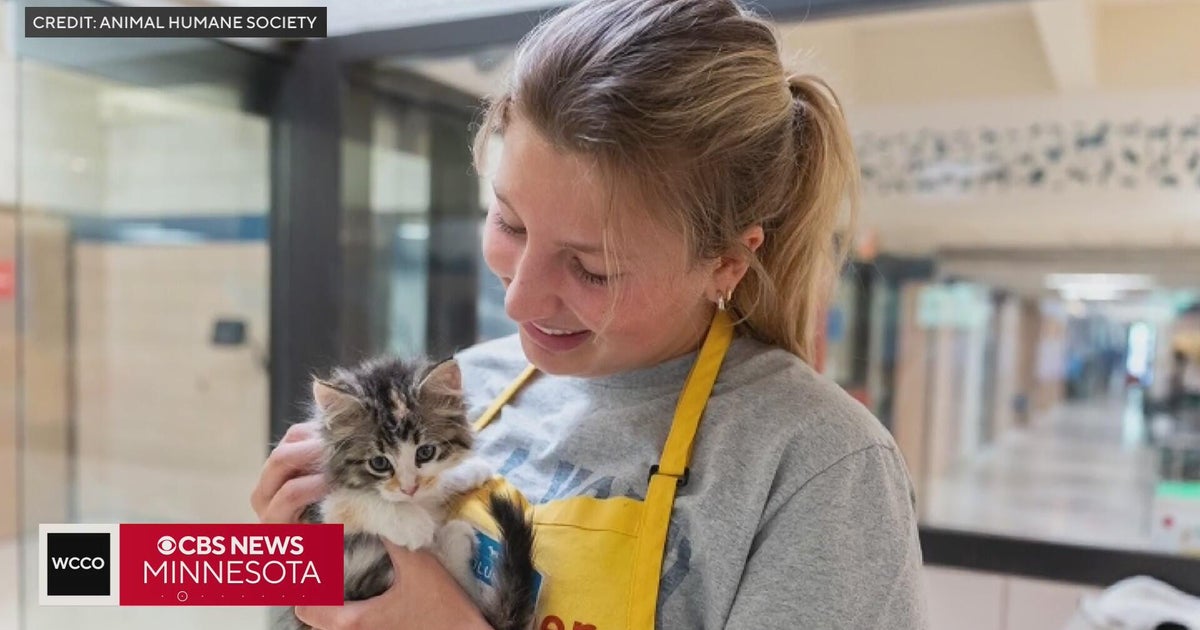 How student volunteers can help the Animal Humane Society - CBS Minnesota