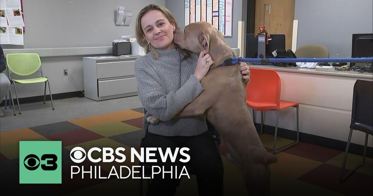 ACCT Philly shelter over capacity, introduces you to dogs in need of ...