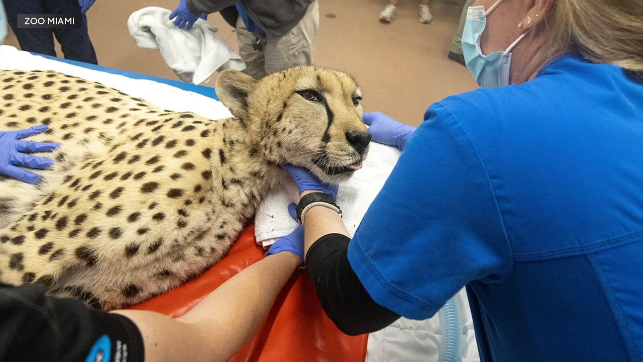 Cheetah news - Today’s latest updates - CBS Miami