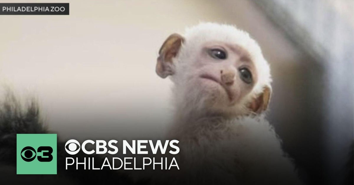 Philadelphia Zoo introduces new baby colobus monkey - CBS Philadelphia