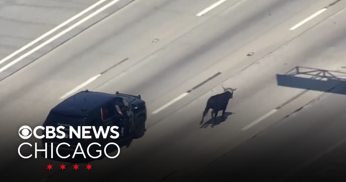 Cows escape, make a run for it on Texas highway - CBS Chicago