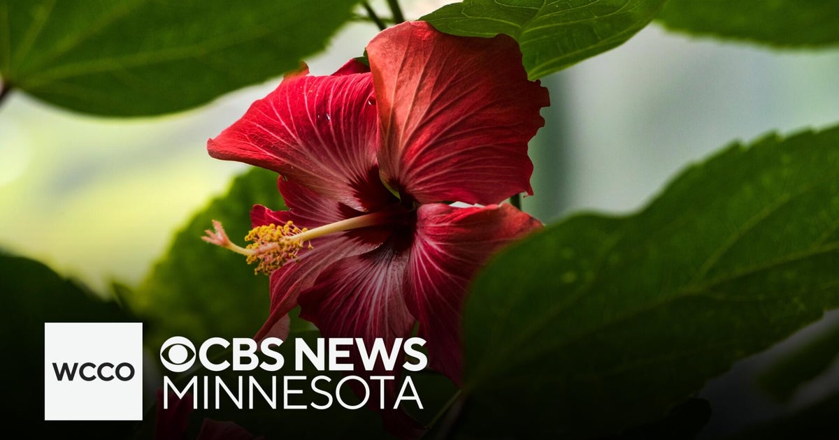Get away to paradise at Gallera Edina’s flower show - CBS Minnesota