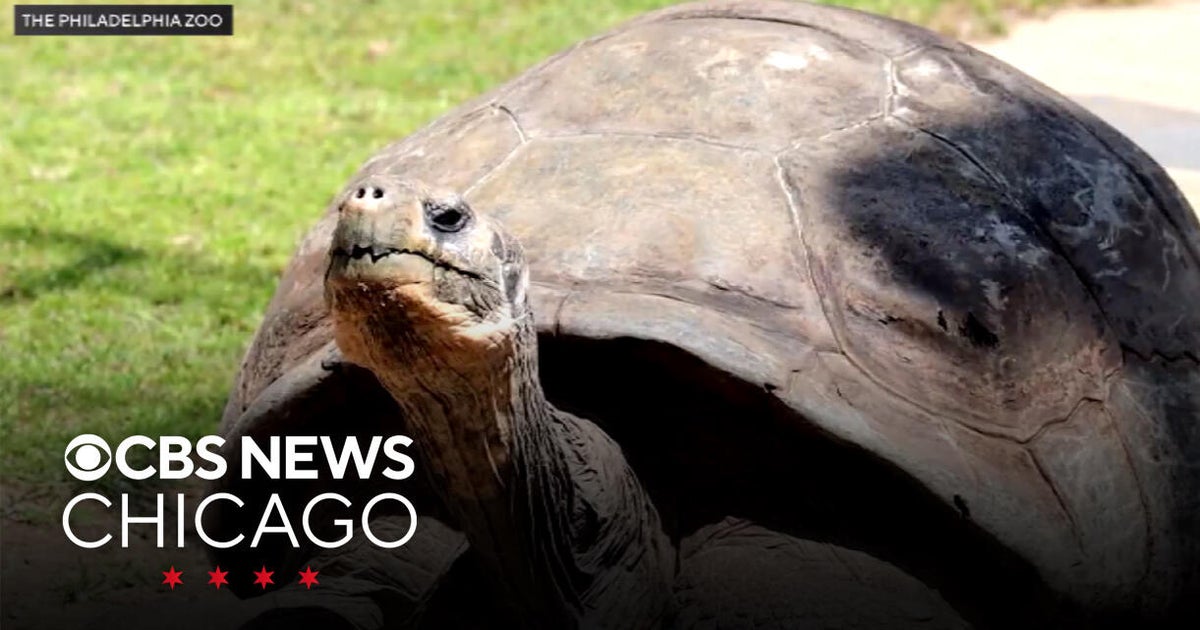 Endangered tortoise becomes first-time mom at 100 years old - CBS Chicago