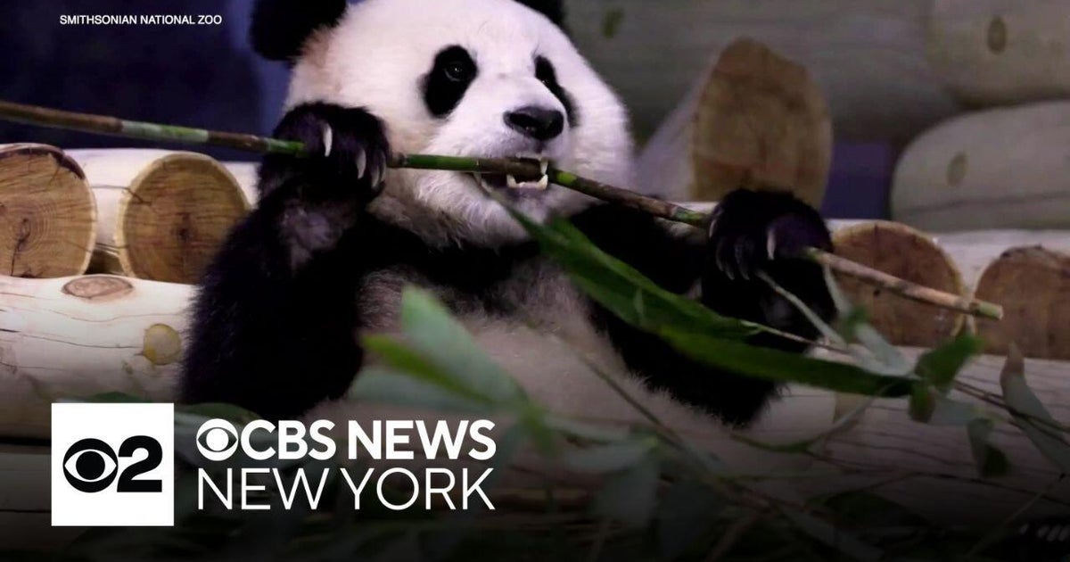 What does it take to keep two giant pandas well fed? - CBS New York