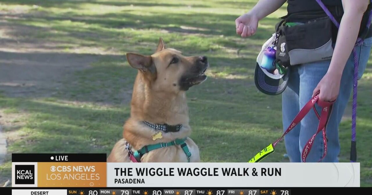 Excitement soars at 27th annual Wiggle Waggle Walk & Run, featuring on ...