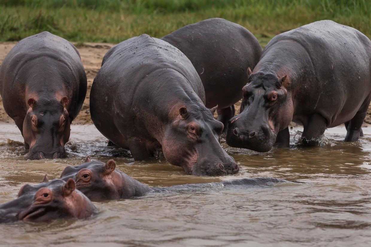 Dozens of hippos die of anthrax poisoning in Virunga National Park in ...