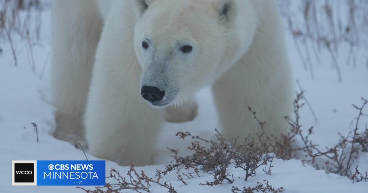 Arctic ice loss threatens polar bear populations - CBS Minnesota