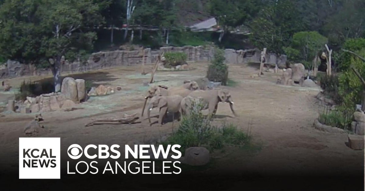 Elephants protect themselves during San Diego County earthquake - CBS ...