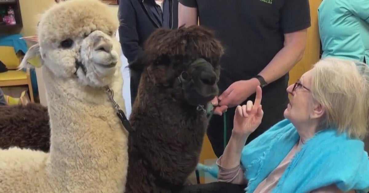 Alpaca Therapy: Gentle creatures bring joy to nursing home residents ...