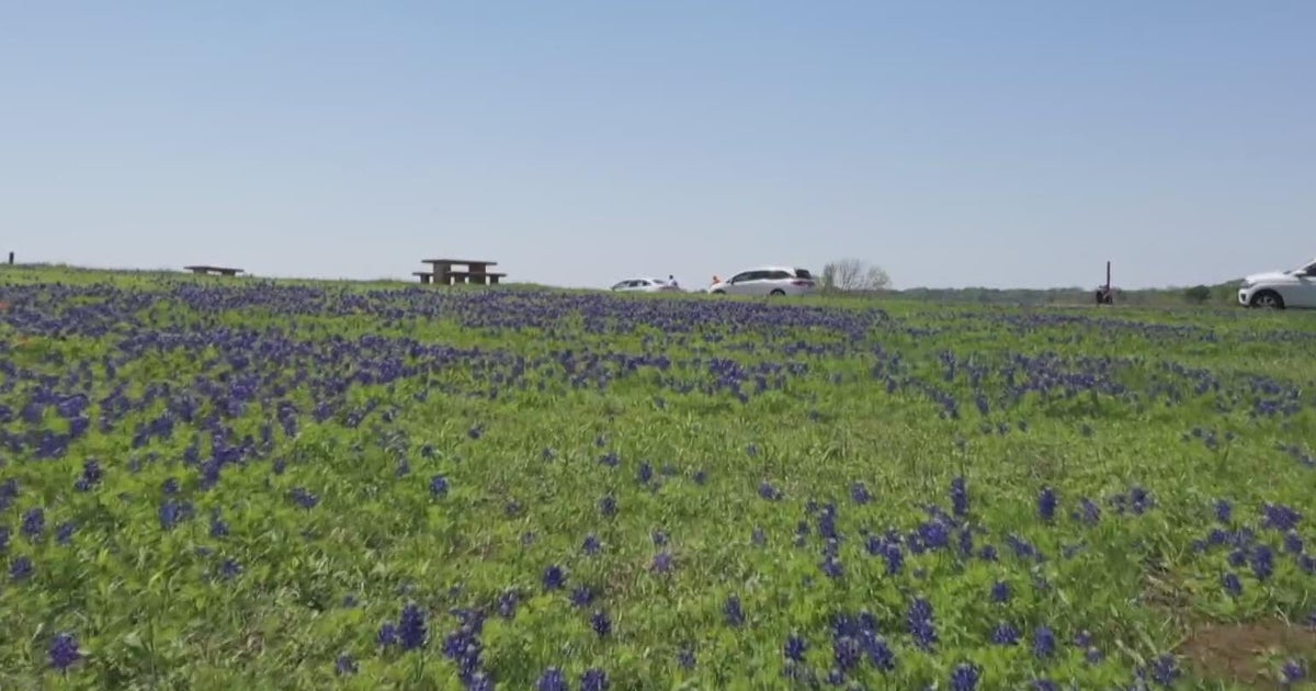 Are bluebonnets illegal to pick? What you need to know - CBS Texas