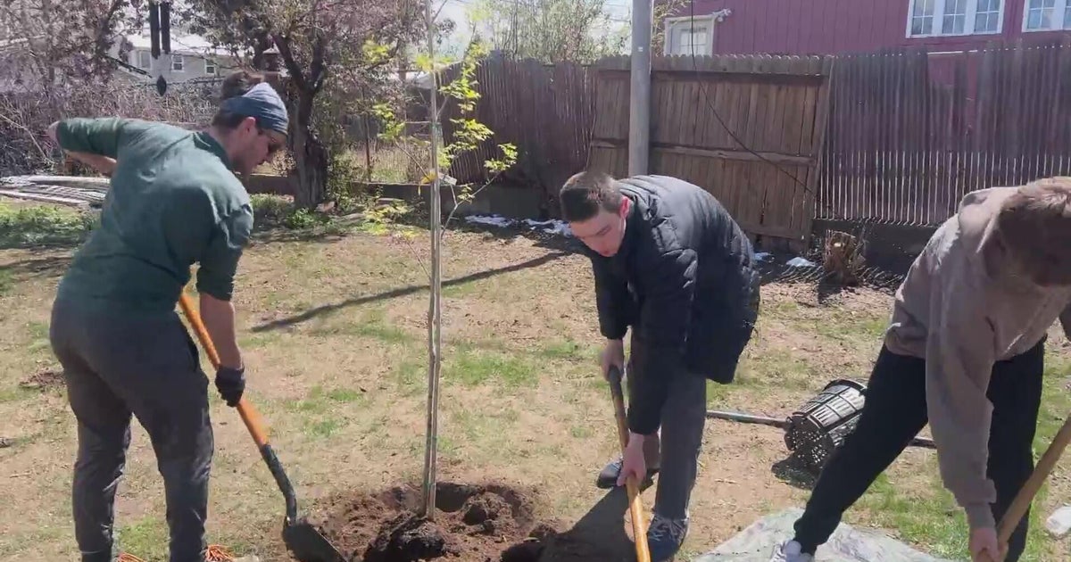 Volunteers help beautify Colorado city ahead of Arbor Day - CBS Colorado