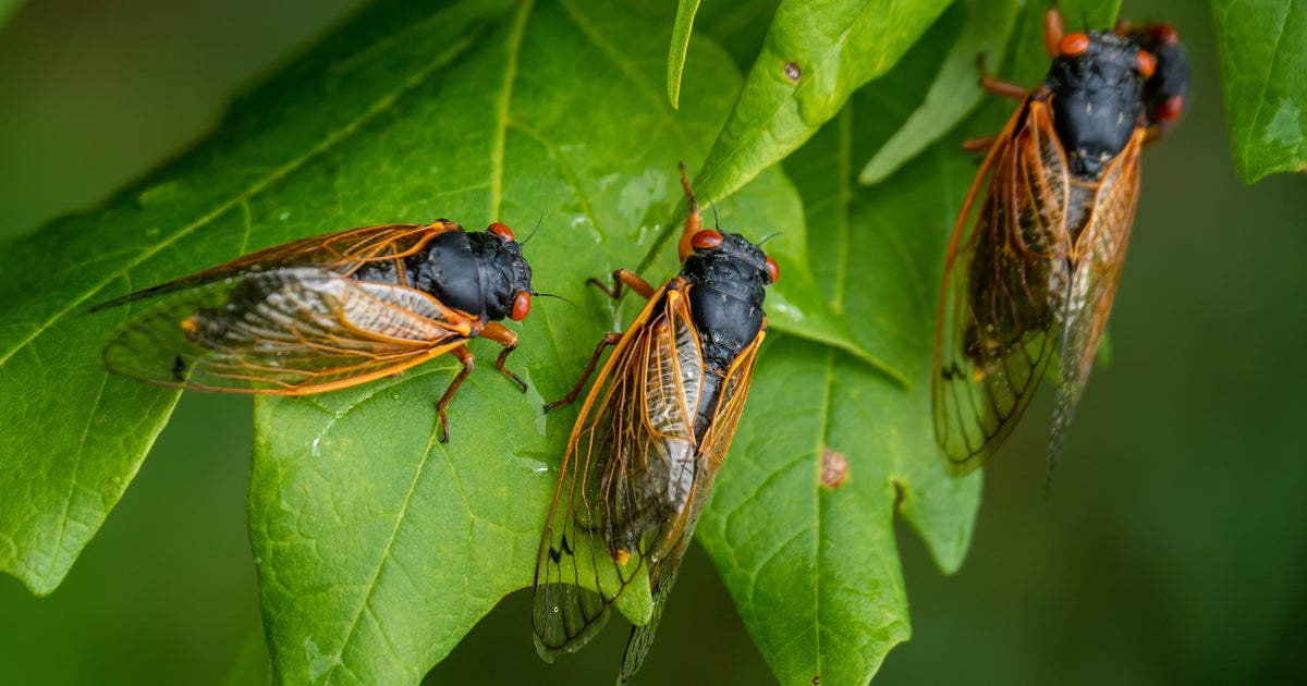 Cicadas are coming to Massachusetts soon. Here's what to know about ...