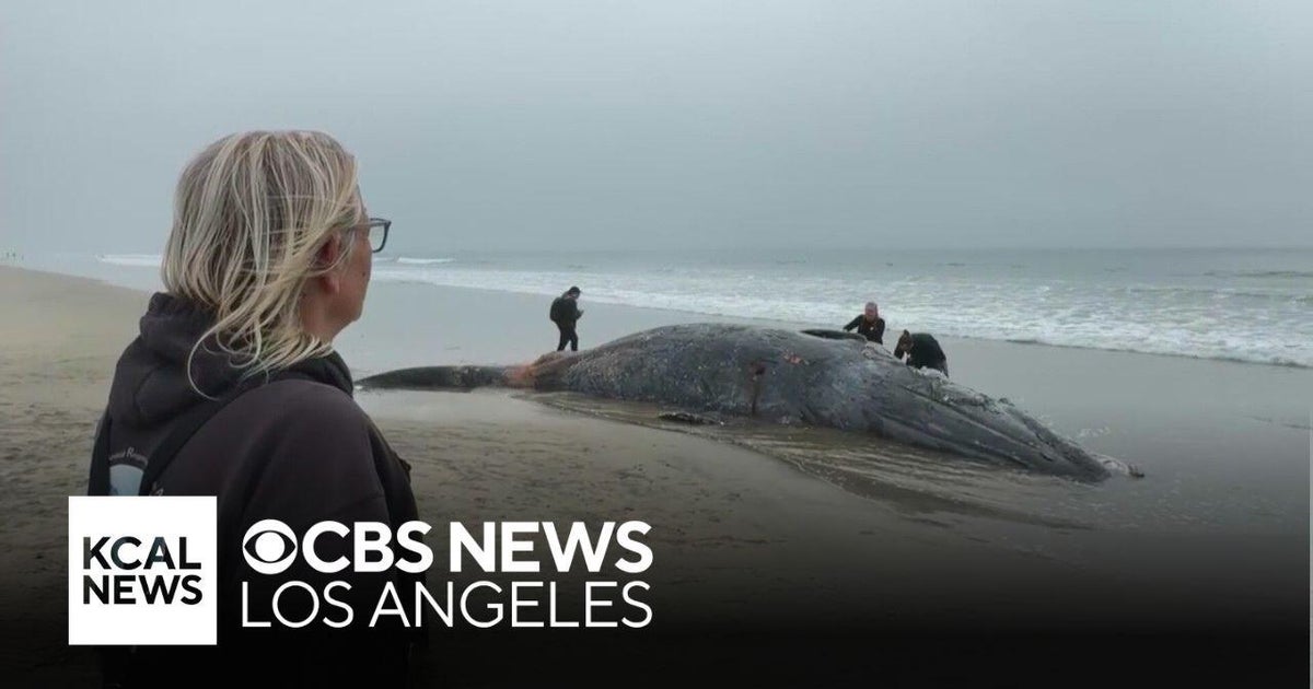 Toxic algae bloom continues to kill wildlife - CBS Los Angeles