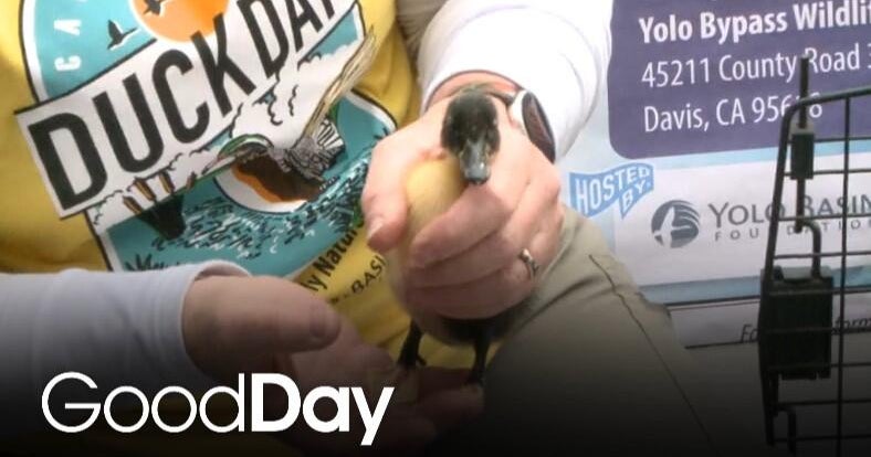 Getting Up Close with Ducklings Ahead of California Duck Days Festival ...