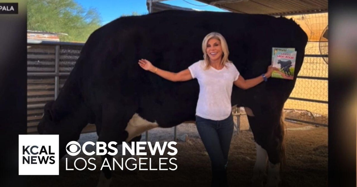 Meet the 3,000 pound steer that inspired a book series dedicated to ...