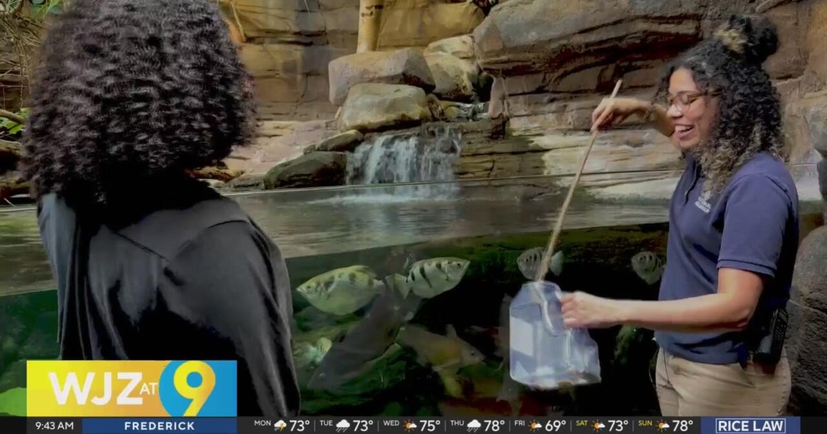 Field Trip: Learning about the Spitting Fish at the National Aquarium ...