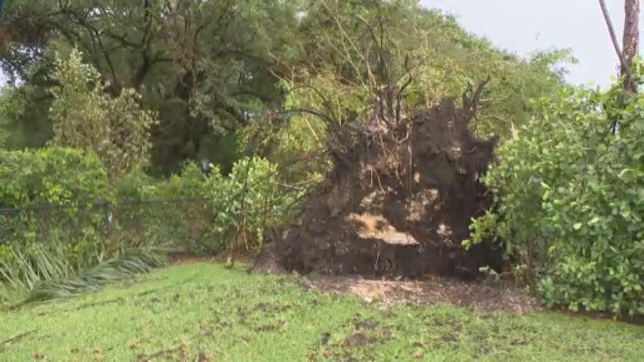 Fallen Trees news - Today’s latest updates - CBS Miami