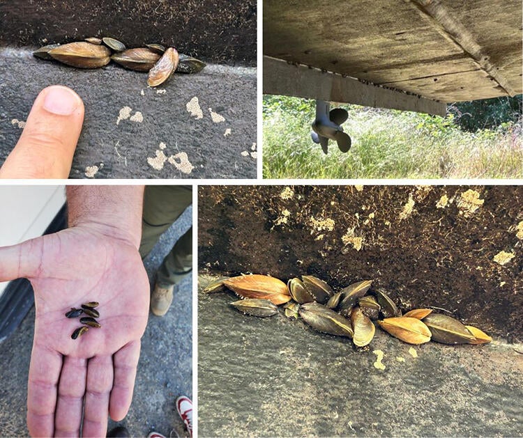 Invasive golden mussels found attached to boat during Folsom Lake ...
