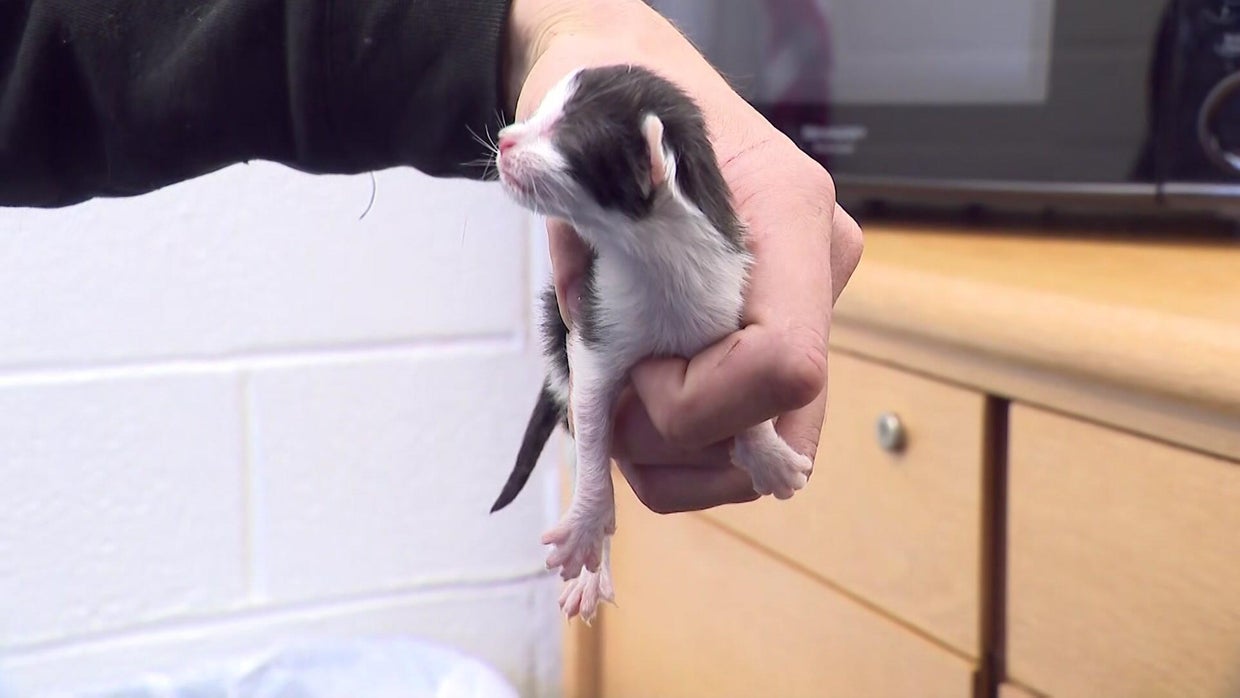 Man charged after nearly 100 cats, including two dozen dead kittens ...