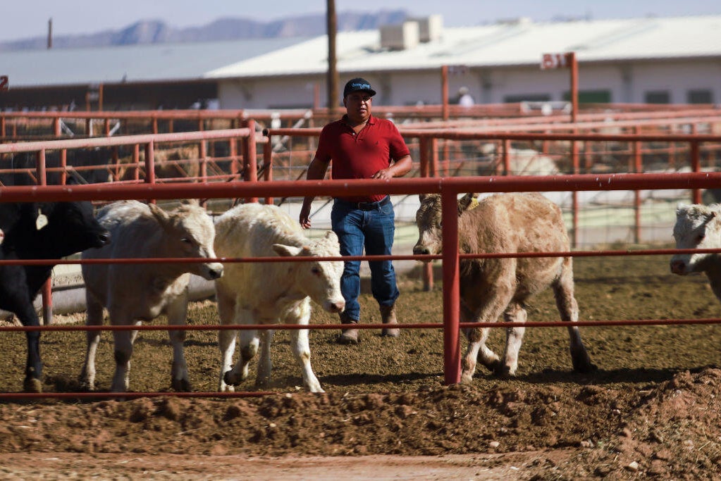 U.S. suspends importation of live cattle from Mexico over screwworm ...