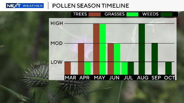 Pollen count reaches very high levels in Boston. Here's how long the ...