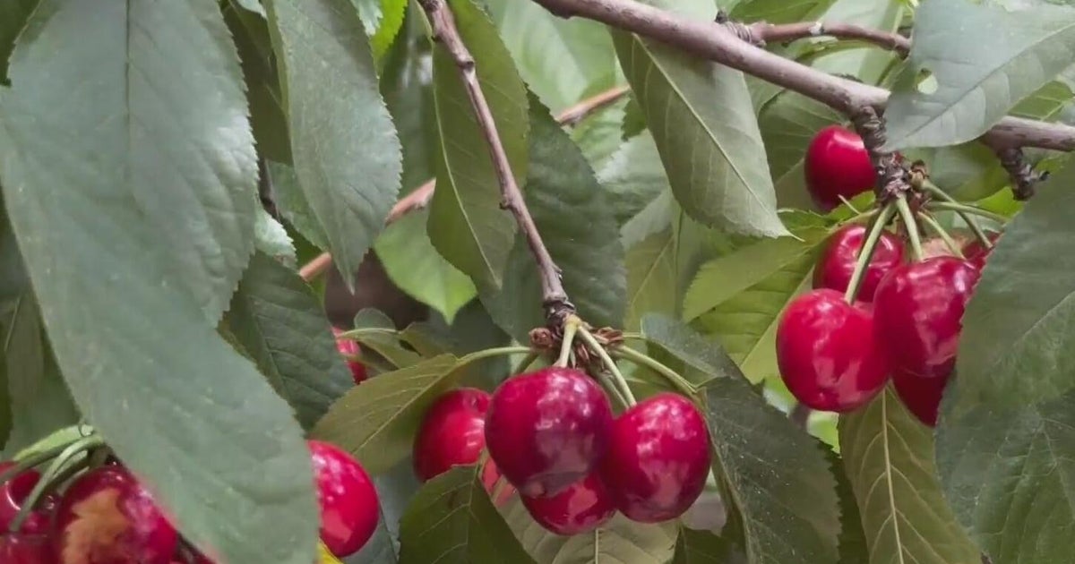 Central Valley cherry growers face light crop this season - CBS Sacramento