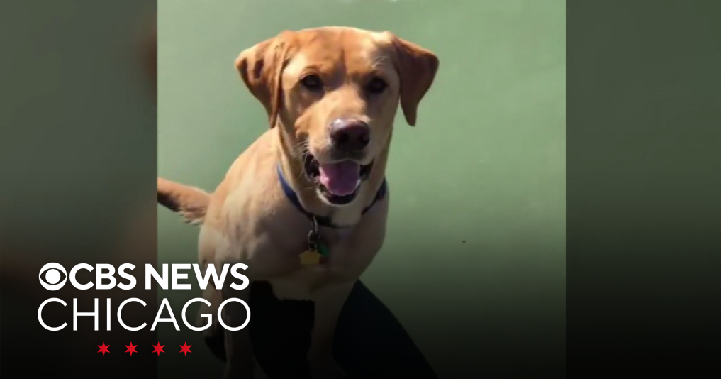 Archer is available to adopt from Midwest Labrador Retriever Rescue ...