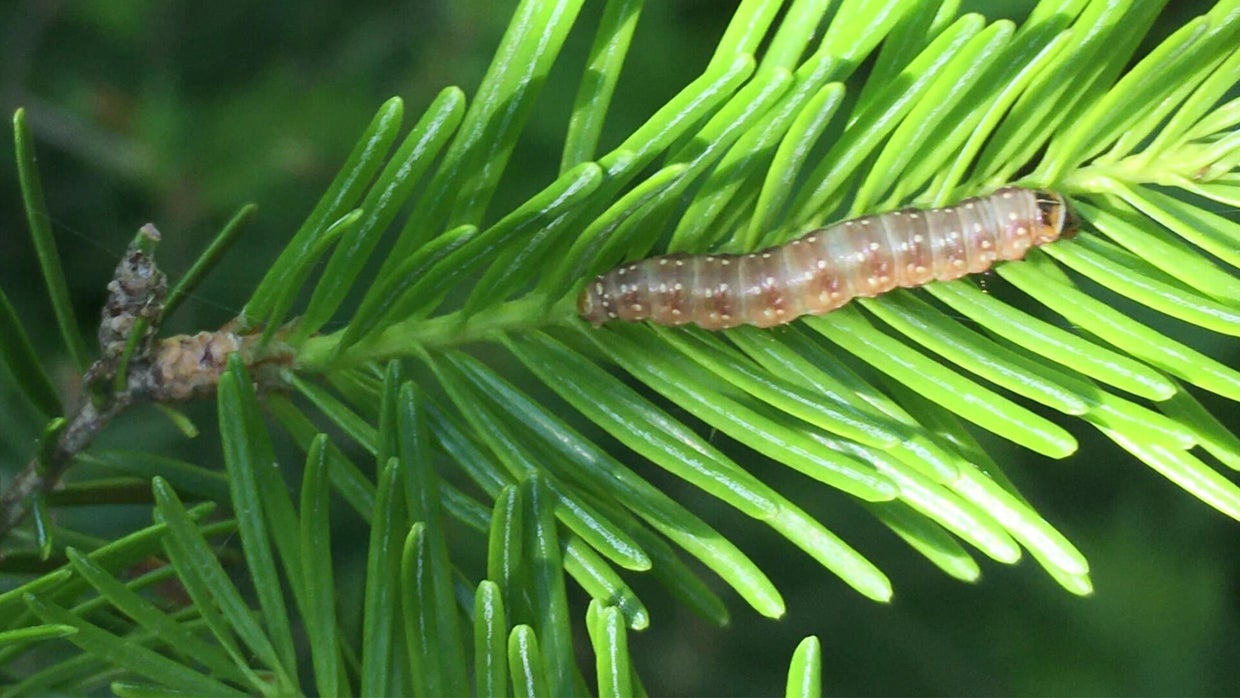 A small bug could be fueling the northern Minnesota wildfires ...
