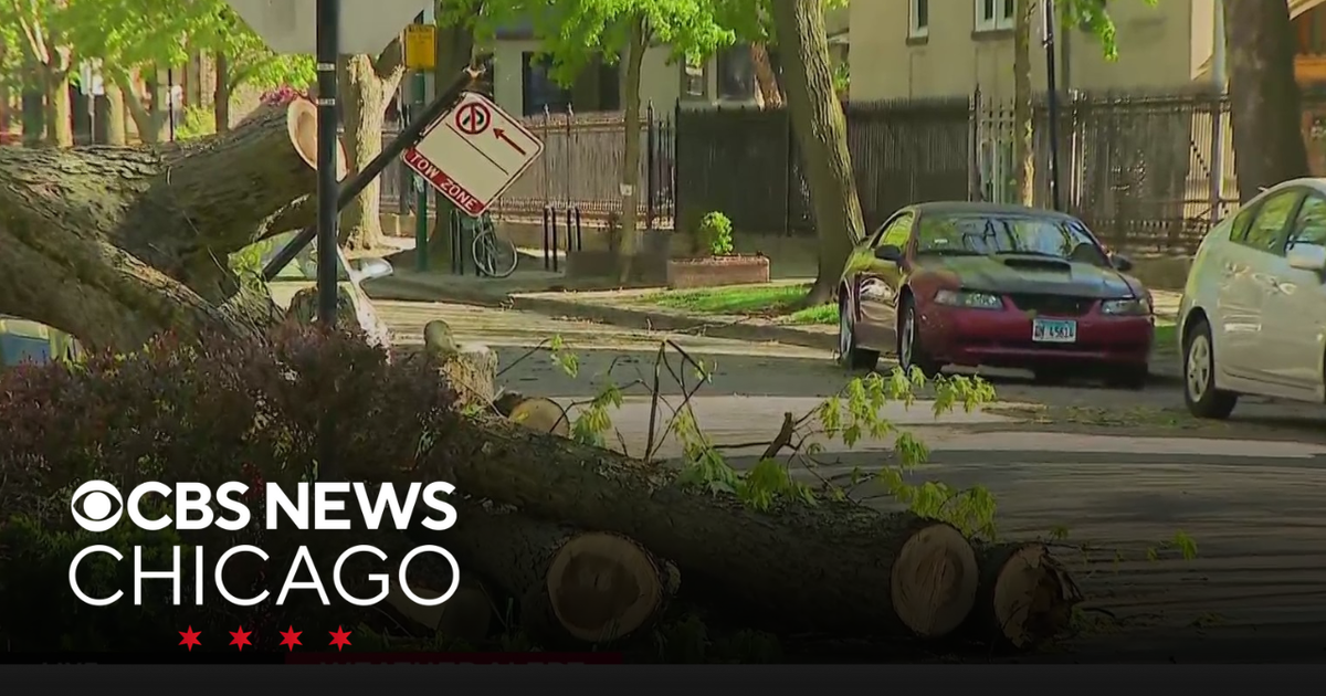 Storms topple trees, bring down power lines in Chicago area - CBS Chicago