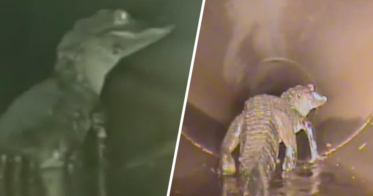 Caught on video: "Pipe pup" alligator surprises storm drain crew in ...