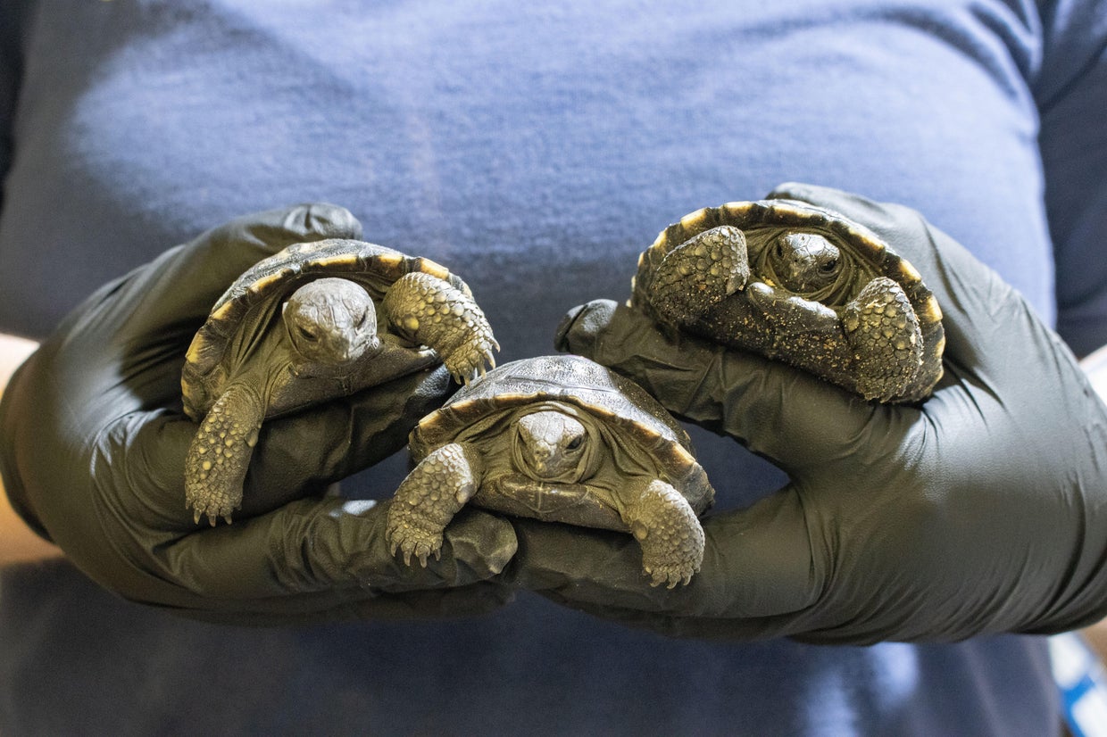Philadelphia Zoo welcomes 3 baby Galapagos tortoises to join the ...