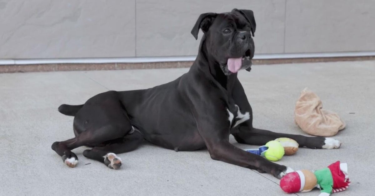 Furry Fridays: Meet Tyson and Stanley - CBS Detroit